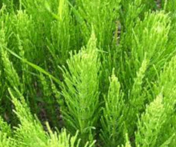 Dried Equiseto Horsetail - 3 uses for natural care